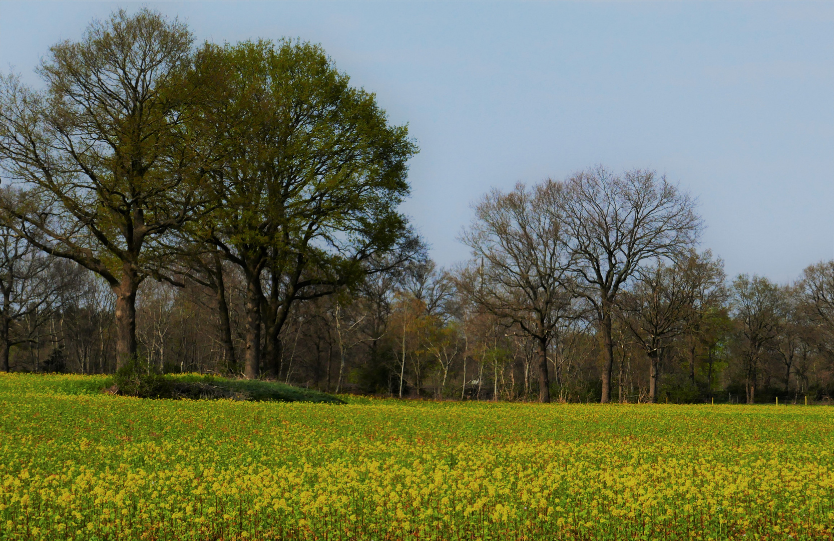 Der Raps beginnt zu blühen Foto & Bild | emsland, felder, raps Bilder ...