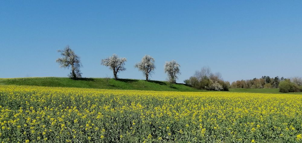 Der Raps beginnt zu blühen Foto & Bild | landschaft, jahreszeiten ...