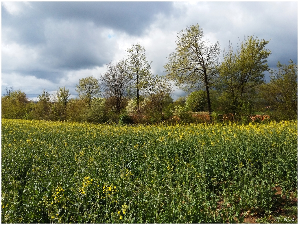 Der Raps beginnt zu blühen , und die April Schauer hängen in der Luft ...