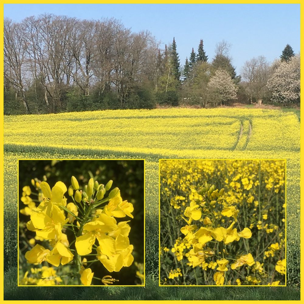 der Raps blüht Foto & Bild | pflanzen, pilze & flechten, landschaft ...