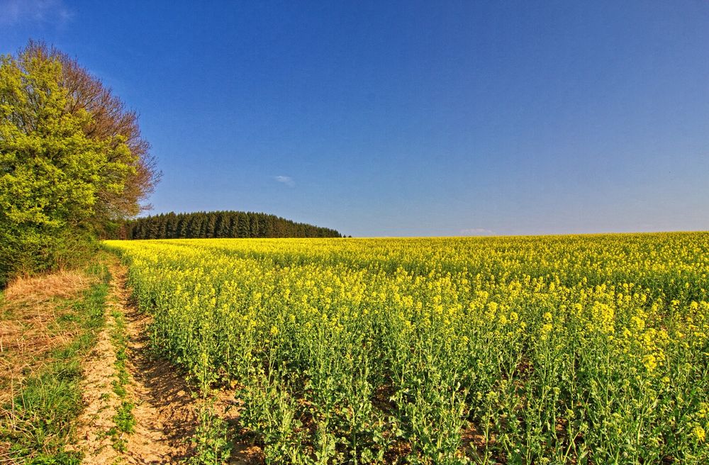 Der Raps blüht Foto & Bild | deutschland, europe, nordrhein- westfalen ...