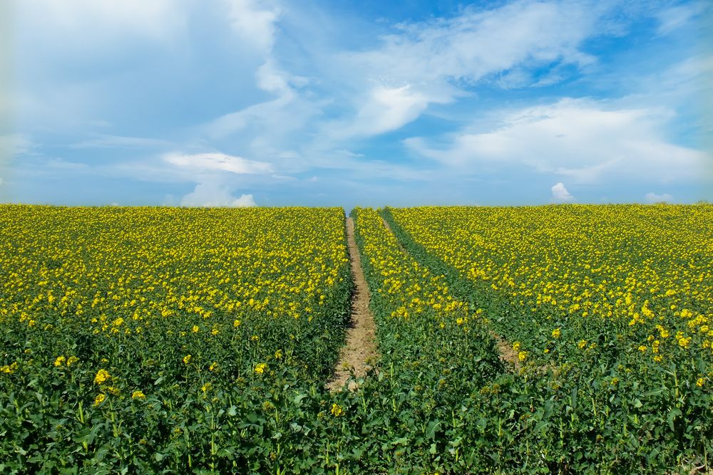 Der Raps blüht Foto & Bild | landschaft, Äcker, felder & wiesen, raps ...