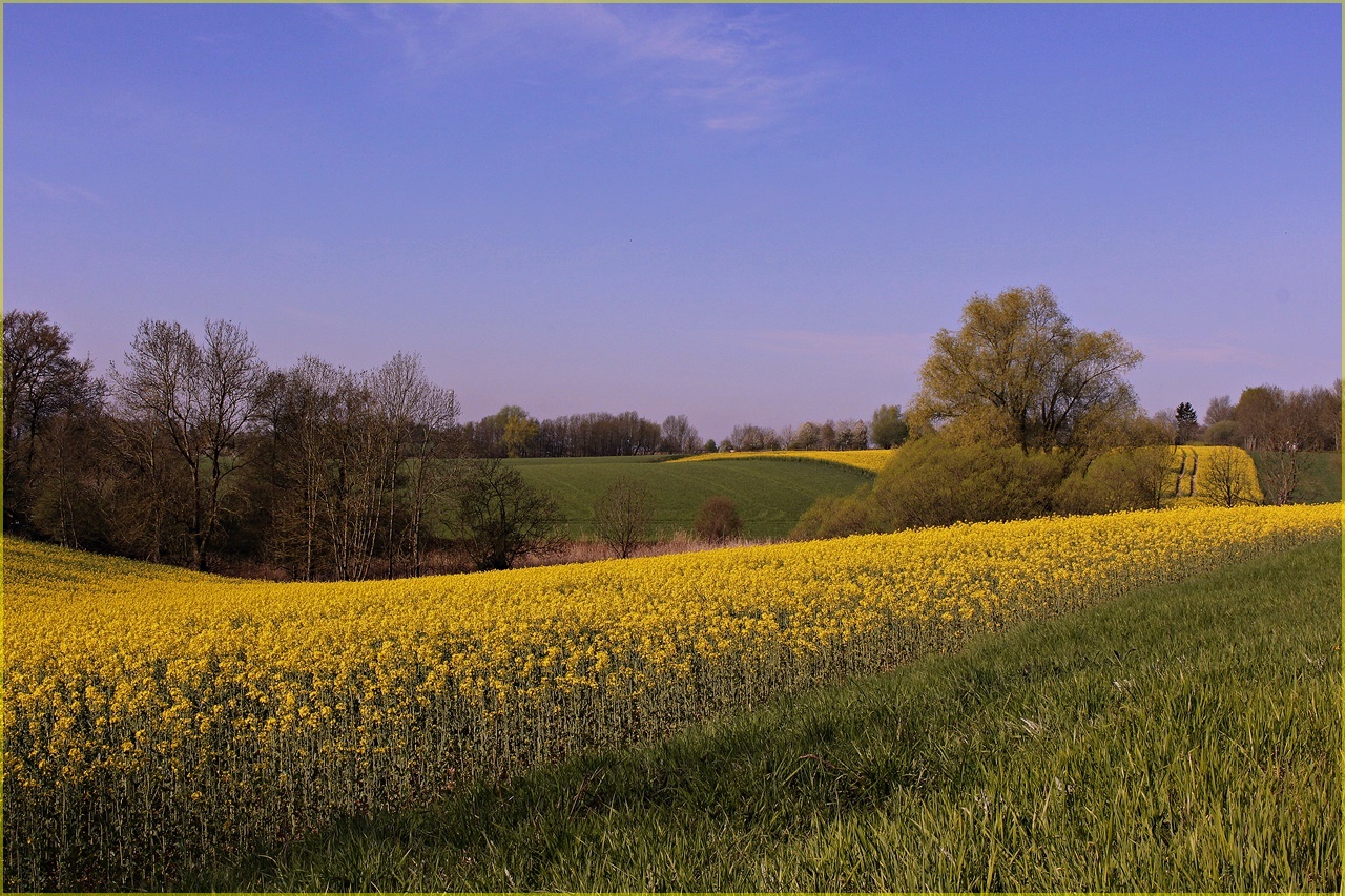 " Der Raps blüht " Foto & Bild | landschaft, jahreszeiten, frühling ...