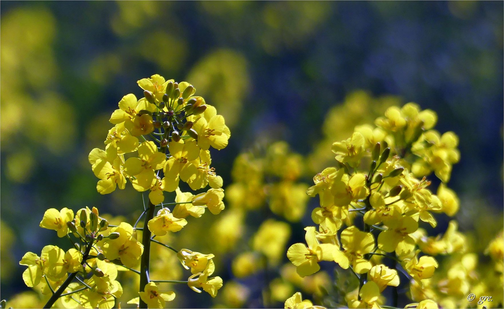 Der Raps blüht..... Foto & Bild | frühling, april, natur Bilder auf ...