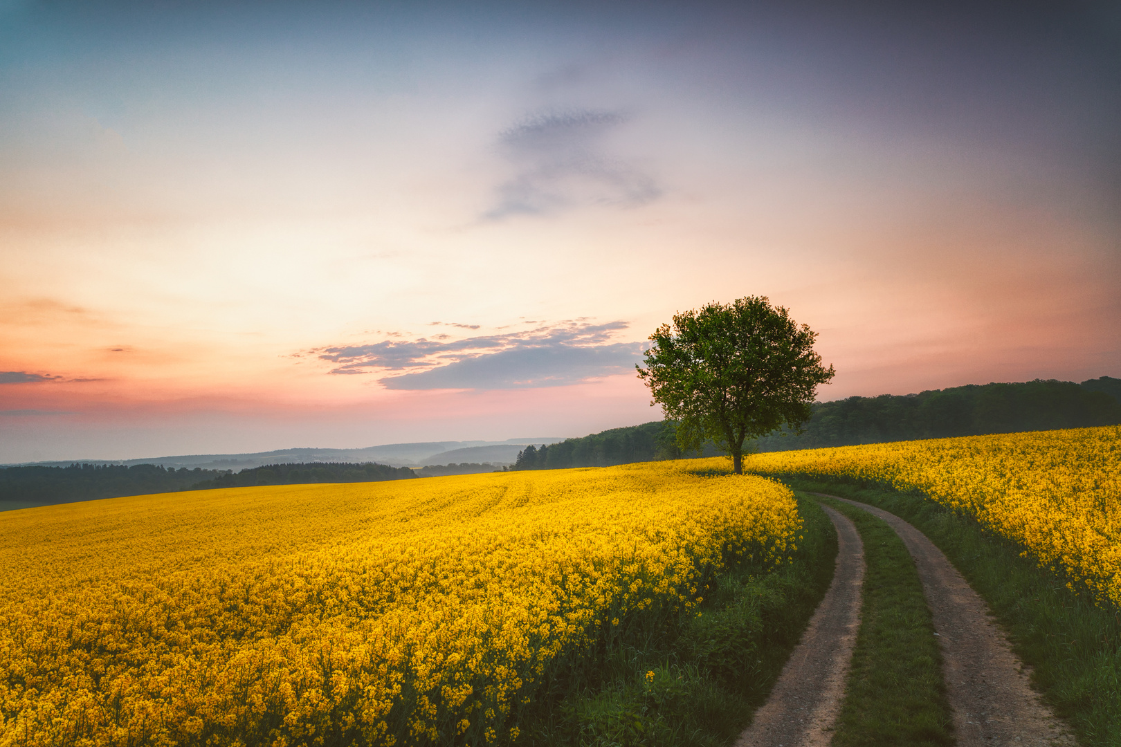 Der Raps blüht Foto & Bild | landschaft, jahreszeiten, frühling Bilder ...