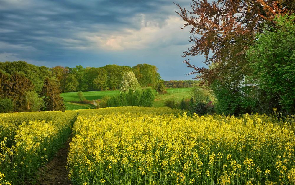 Der Raps blüht Foto & Bild | natur, landschaft, Äcker, felder & wiesen ...