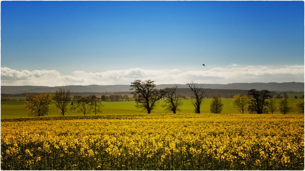 der Raps blüht Foto & Bild | landschaft, jahreszeiten, frühling Bilder ...
