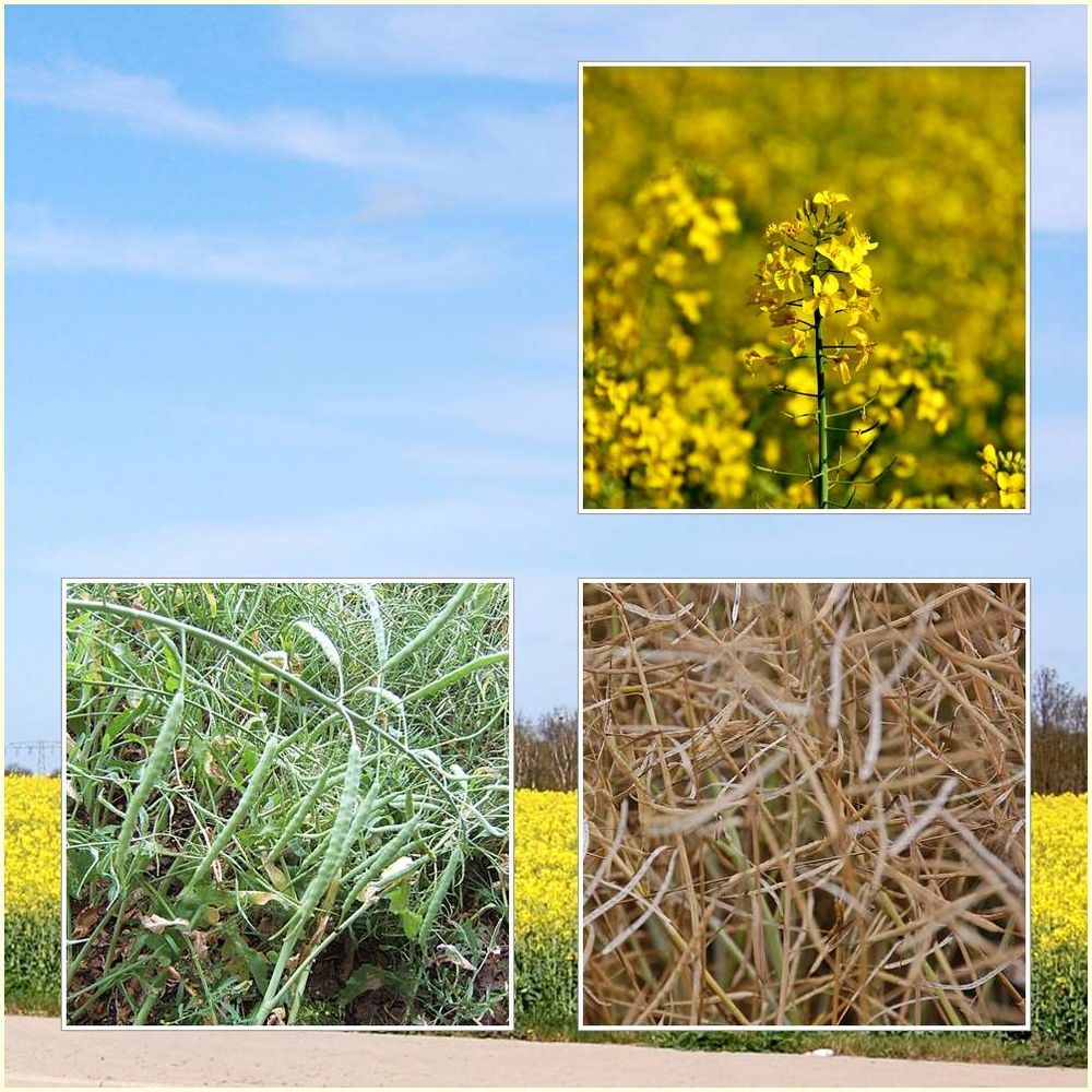 der Raps blüht Foto & Bild | frühling, felder, natur Bilder auf ...