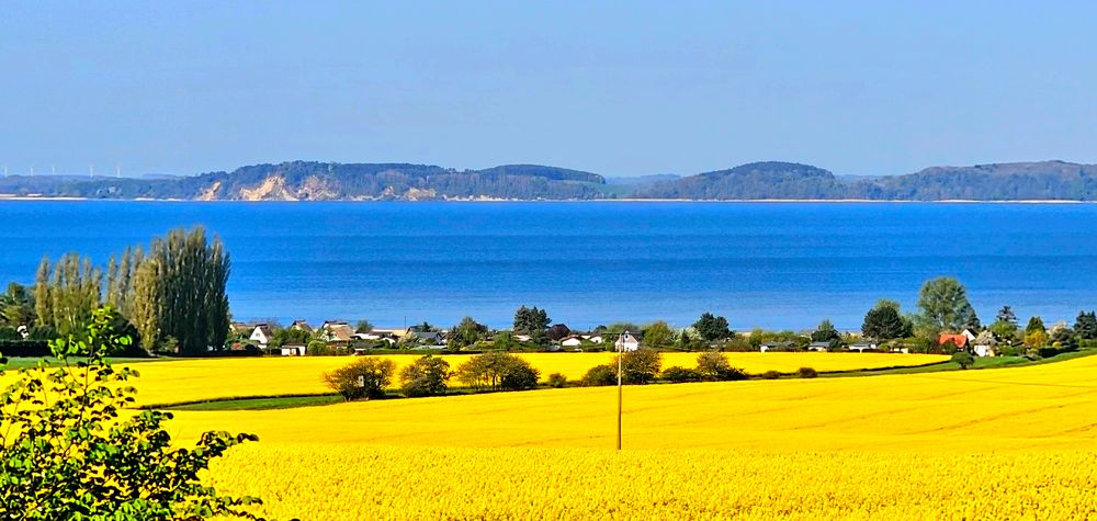 Der Raps in voller Pracht Foto & Bild | jahreszeiten, frühling, fotos ...