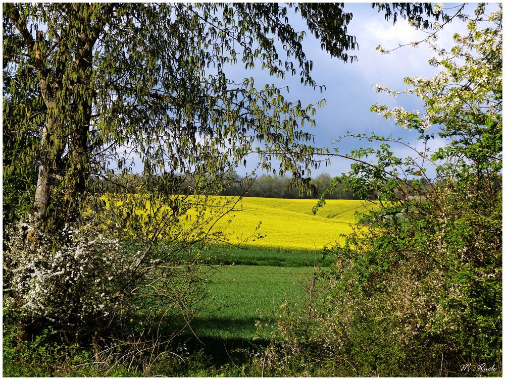 Der Raps ist auch schon erblüht ! Foto & Bild | jahreszeiten, frühling ...