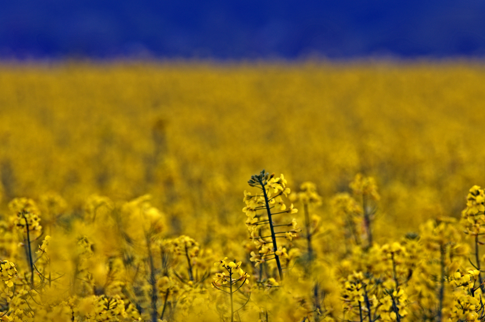 Der Raps ist da Foto & Bild | jahreszeiten, frühling, natur Bilder auf ...