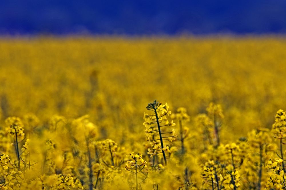 Der Raps ist da Foto & Bild | jahreszeiten, frühling, natur Bilder auf ...