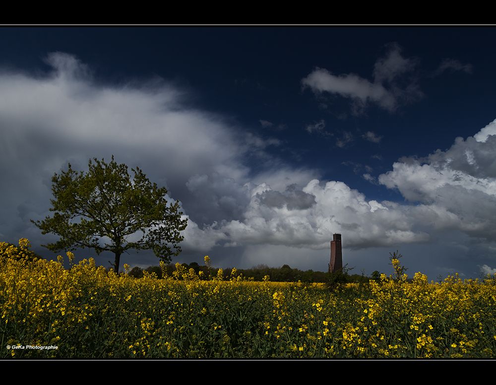 der Raps verabschiedet sich Foto & Bild | schleswig-holstein, blau ...