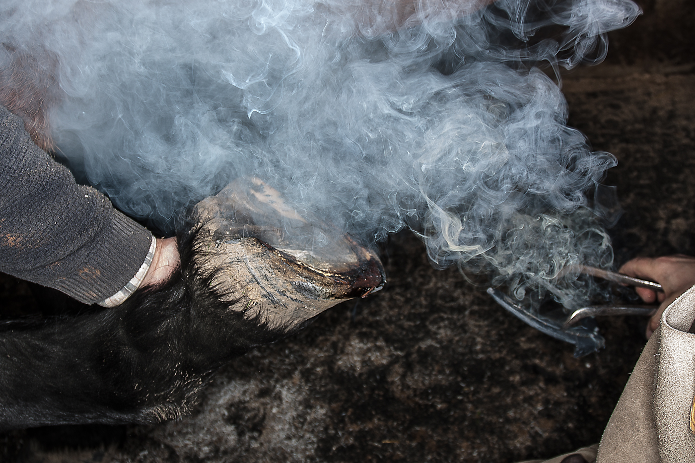 der Rauch geht auf Foto & Bild | tiere, haustiere, pferde, esel ...