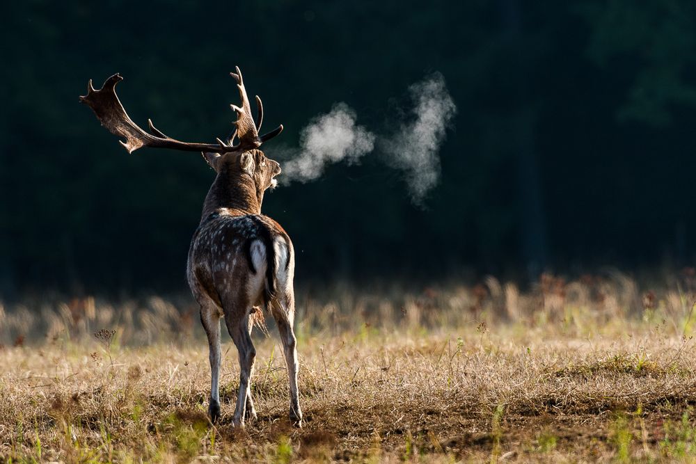 ~ der Raucher ~ Foto & Bild | natur, tiere, wild Bilder auf fotocommunity