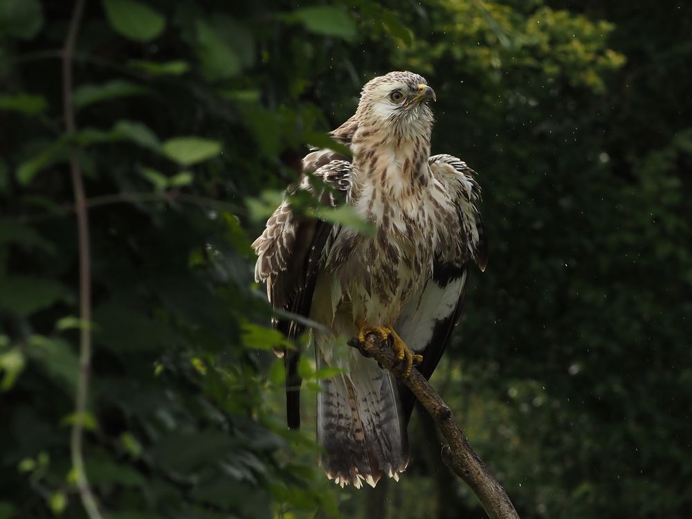 Der "Regen-Macher" Foto & Bild | tiere, wildlife, wild lebende vögel ...