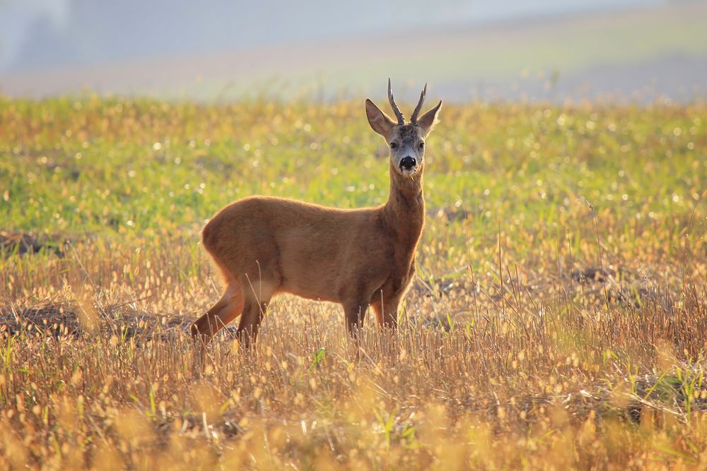 Der Rehbock. Foto & Bild | tiere, wildlife, säugetiere Bilder auf ...