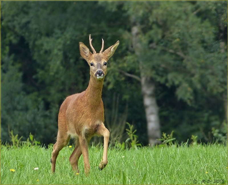 Der Rehbock.... Foto & Bild | tiere, wildlife, säugetiere Bilder auf ...