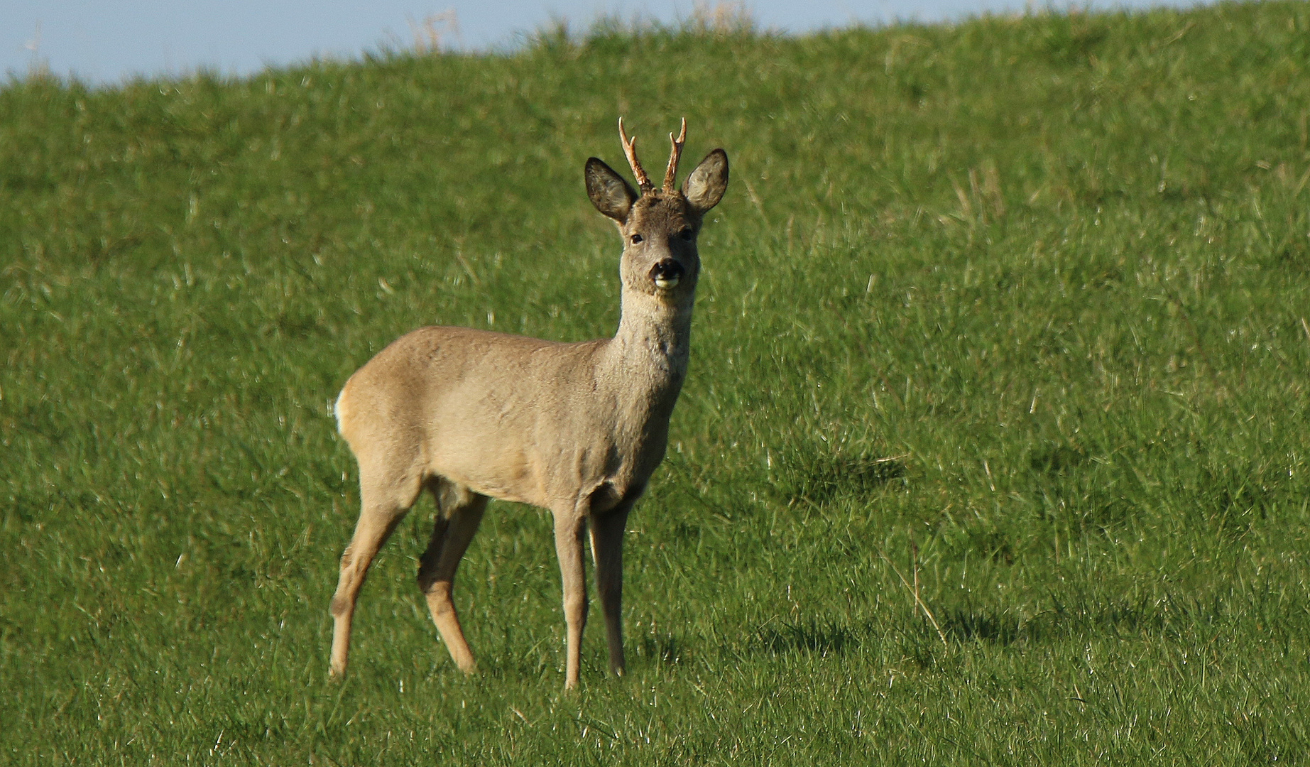 Der Rehbock Foto & Bild | tiere, wildlife, säugetiere Bilder auf ...