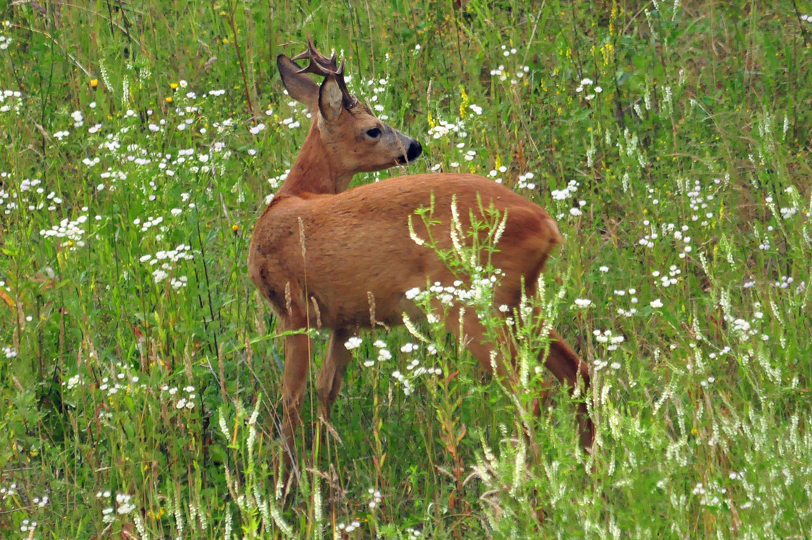 Der Rehbock im Morgengrauen Foto & Bild | tiere, wildlife, säugetiere ...