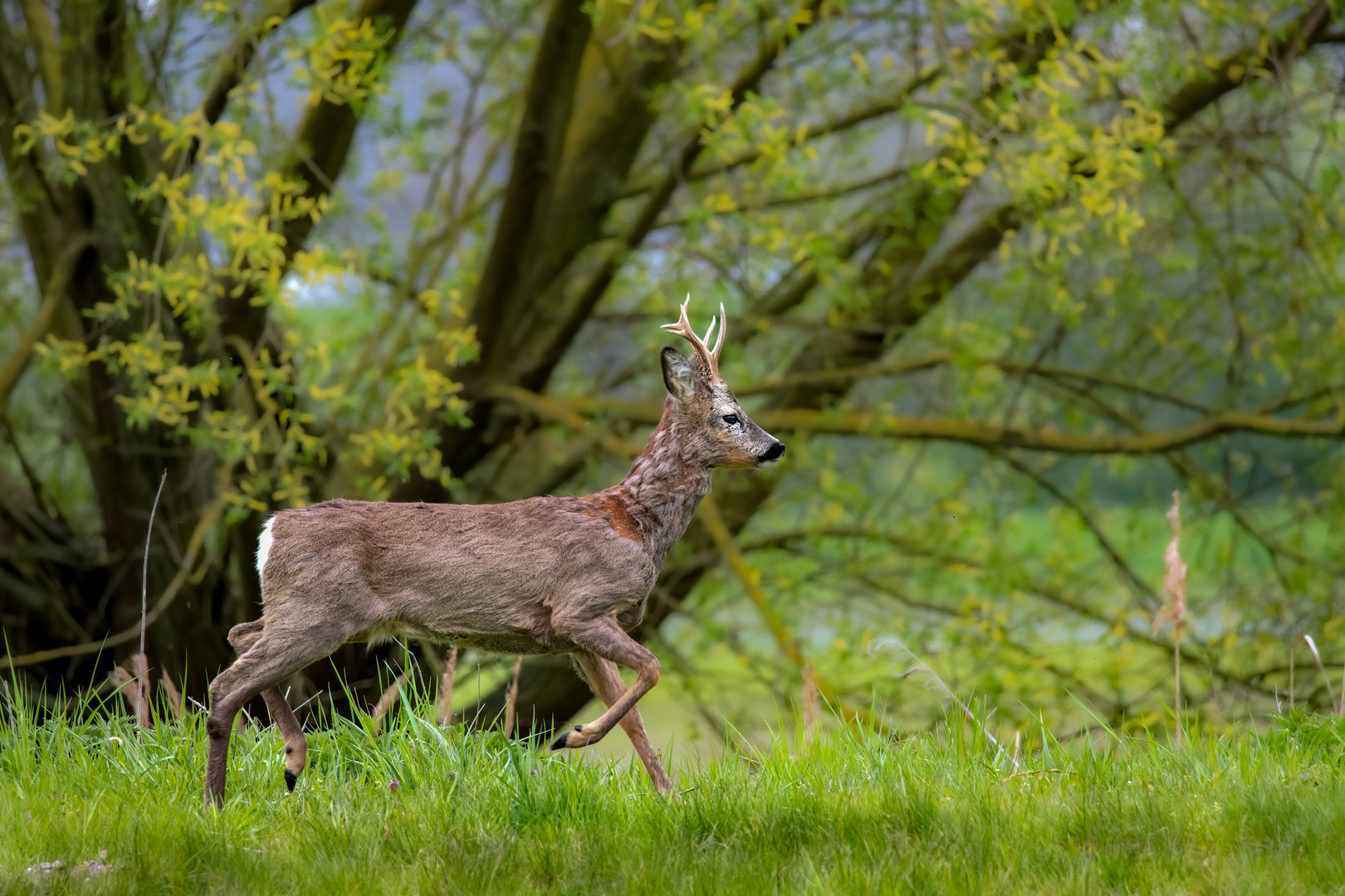 Der Rehbock lief ziemlich nah an mir vorbei, ohne Angst oder Hektik ...