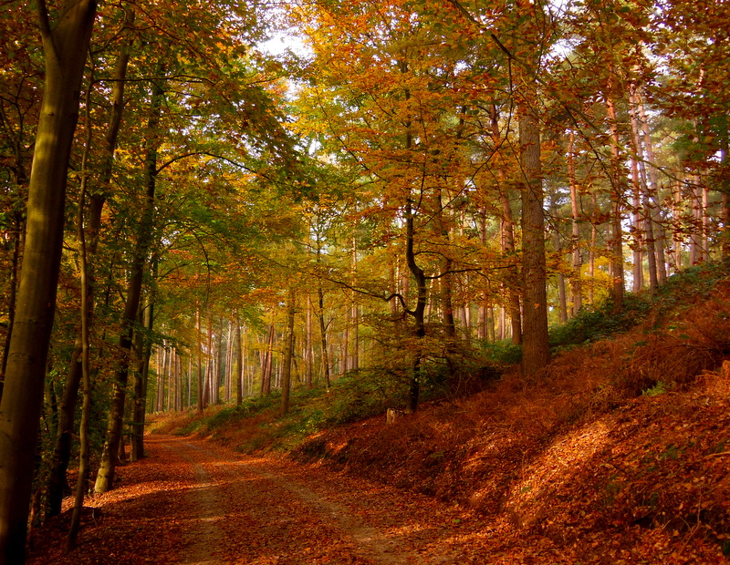 Der Reichswald Foto & Bild | landschaft und natur, wald, jahreszeit ...