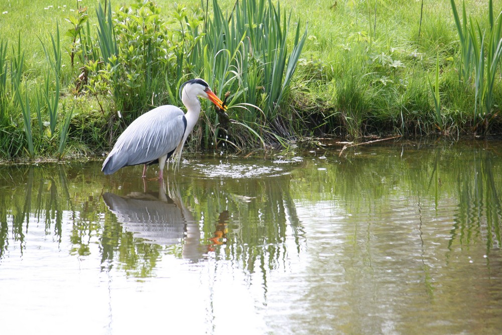 Der Reier und der Frosch Foto & Bild | tiere, tierfreundschaften, natur ...