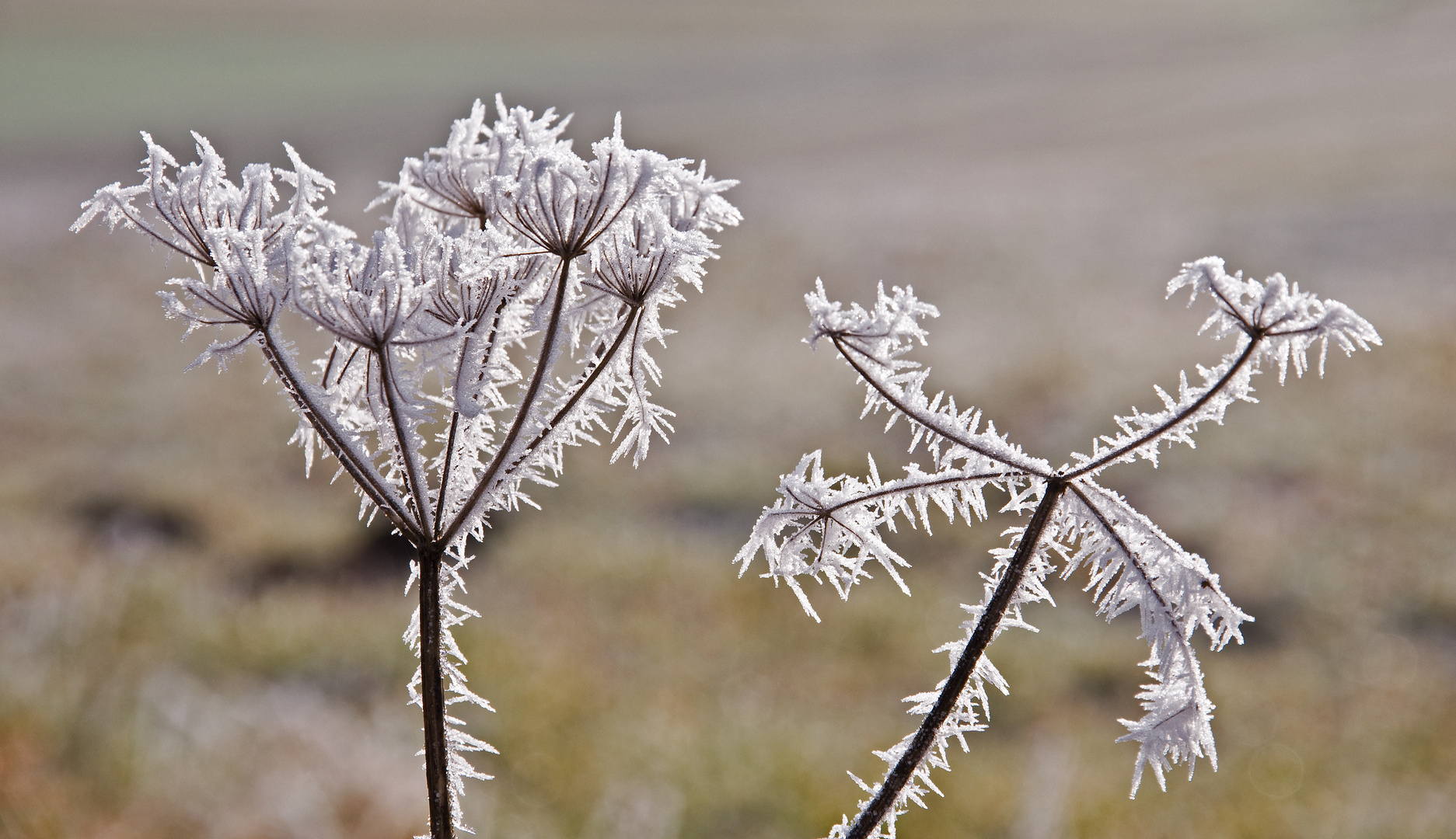 Der Reif Foto & Bild | winter, natur, gedicht Bilder auf fotocommunity