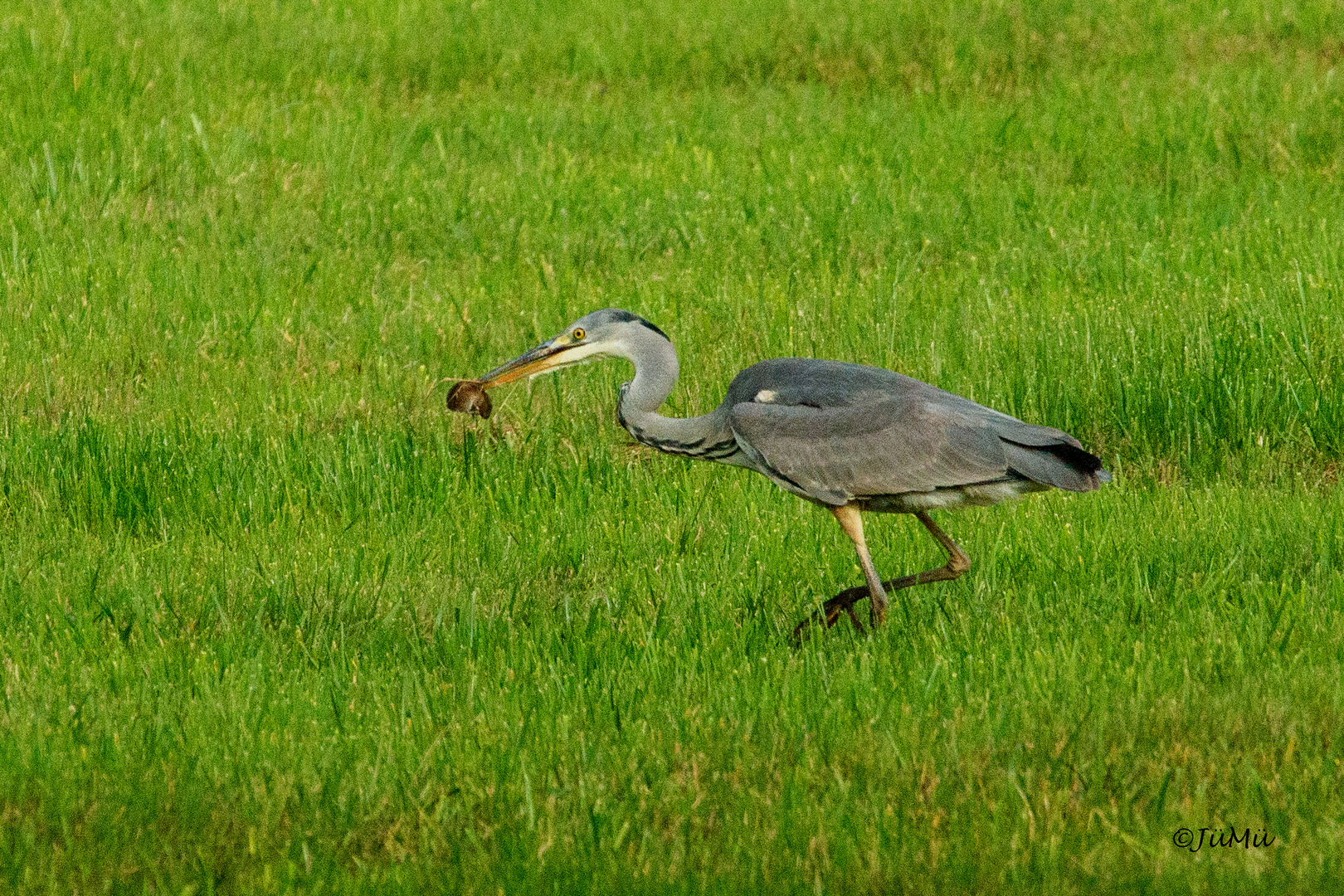 Der Reiher (3) Foto & Bild | tiere, wildlife, wild lebende vögel Bilder ...