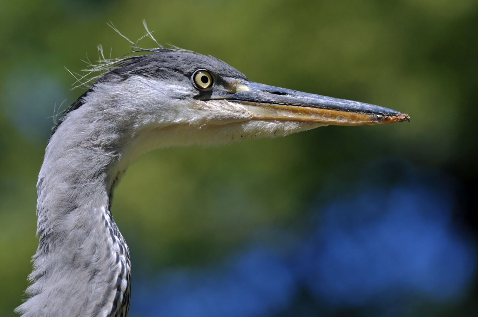 Der Reiher Foto & Bild | tiere, wildlife, wild lebende vögel Bilder auf ...