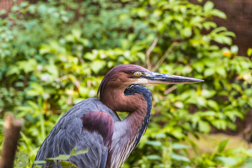 Der Reiher Foto & Bild | natur, tiere, wildlife Bilder auf fotocommunity