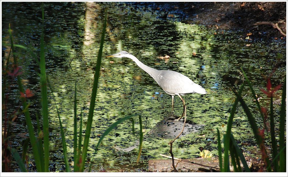 der Reiher Foto & Bild | tiere, wildlife, wild lebende vögel Bilder auf ...