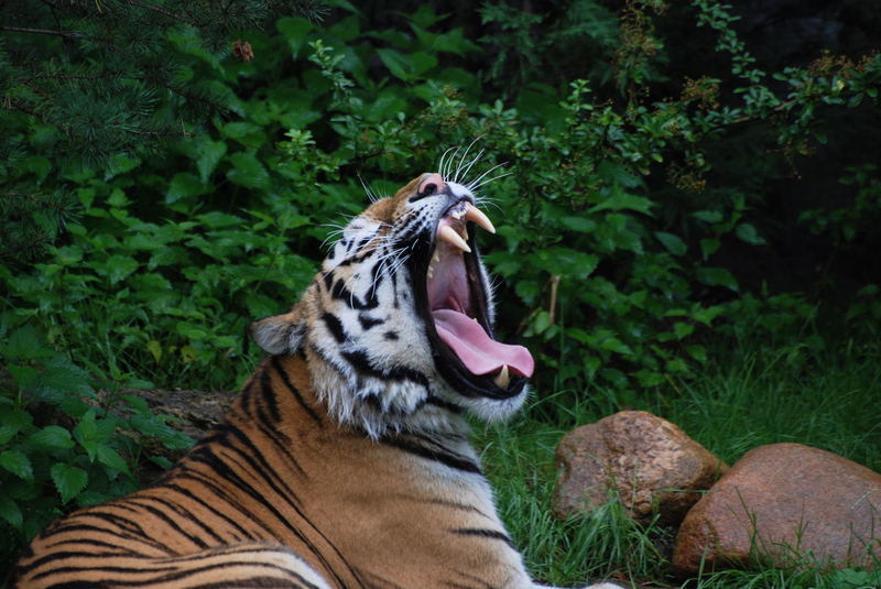 der reißt das Maul ja ganz schön weit auf ! :-) Foto & Bild | tiere ...