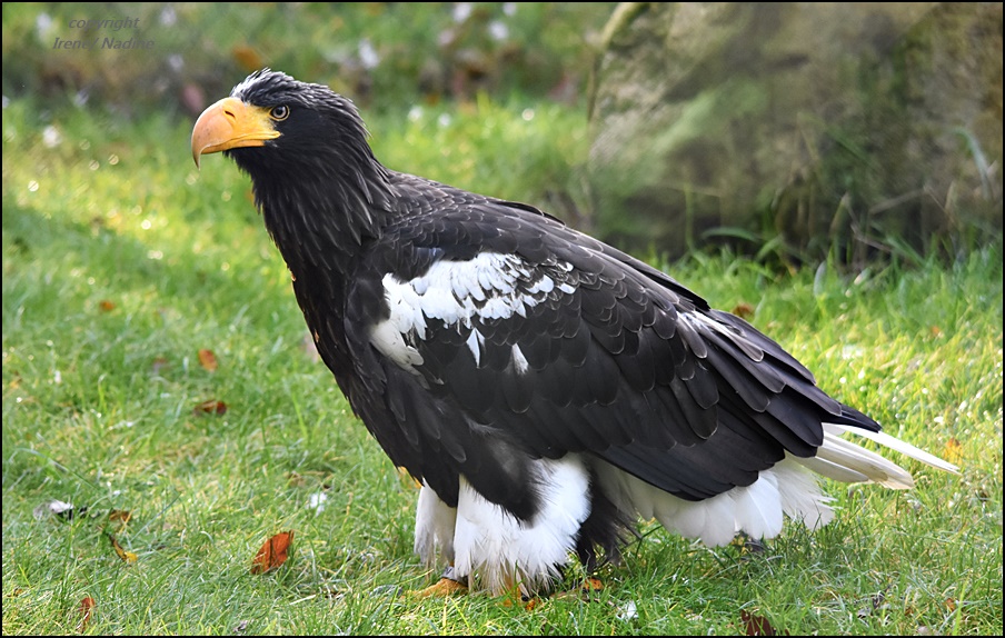 Der Riese !!! Foto & Bild | tiere, zoo, wildpark & falknerei, vögel ...