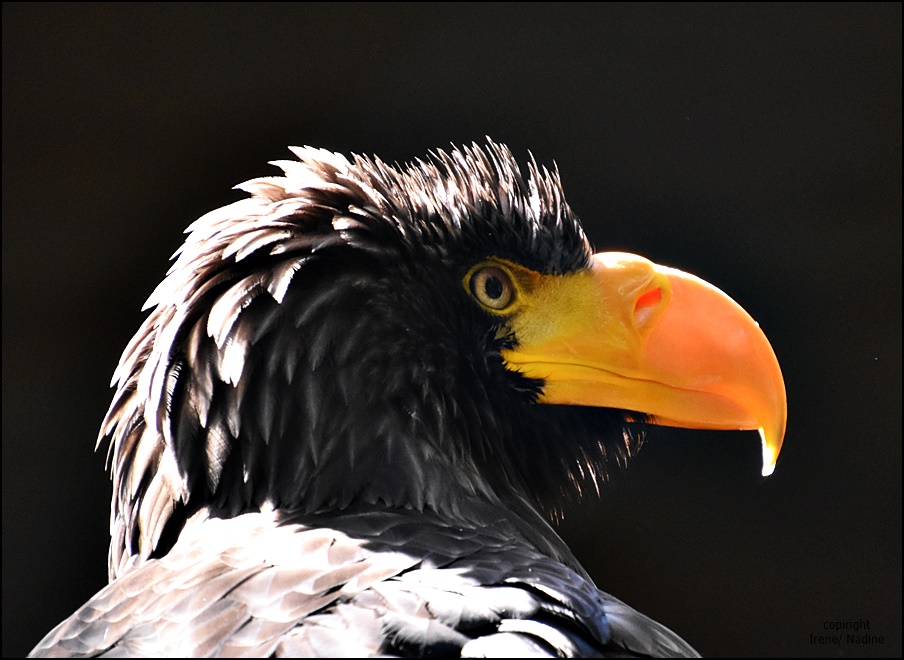 Der Riese !!!! Foto & Bild | natur, tiere, zoo, wildpark & falknerei ...