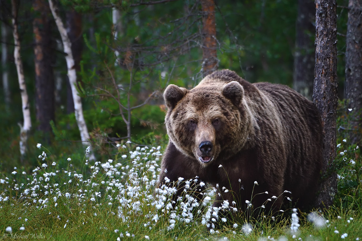 Der Riese Foto & Bild | wald, sommer, natur Bilder auf fotocommunity