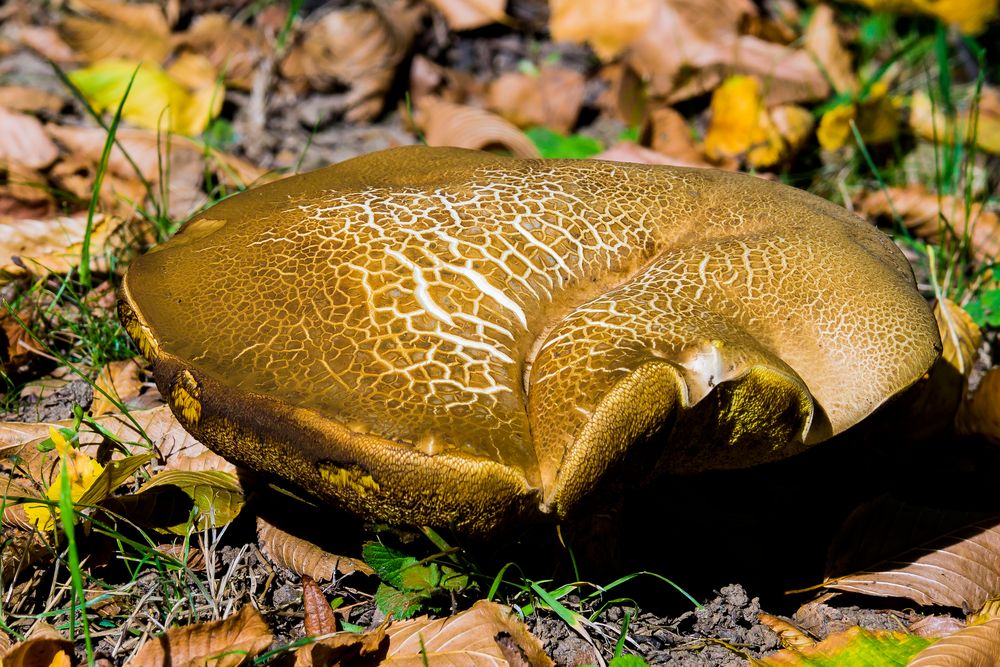 Der Riese im Stadtpark Foto & Bild | pflanzen, pilze & flechten, pilze ...