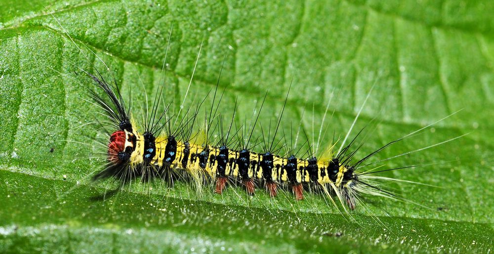 Der Ringel Look ist in … Foto & Bild | fotos, natur, tiere Bilder auf ...