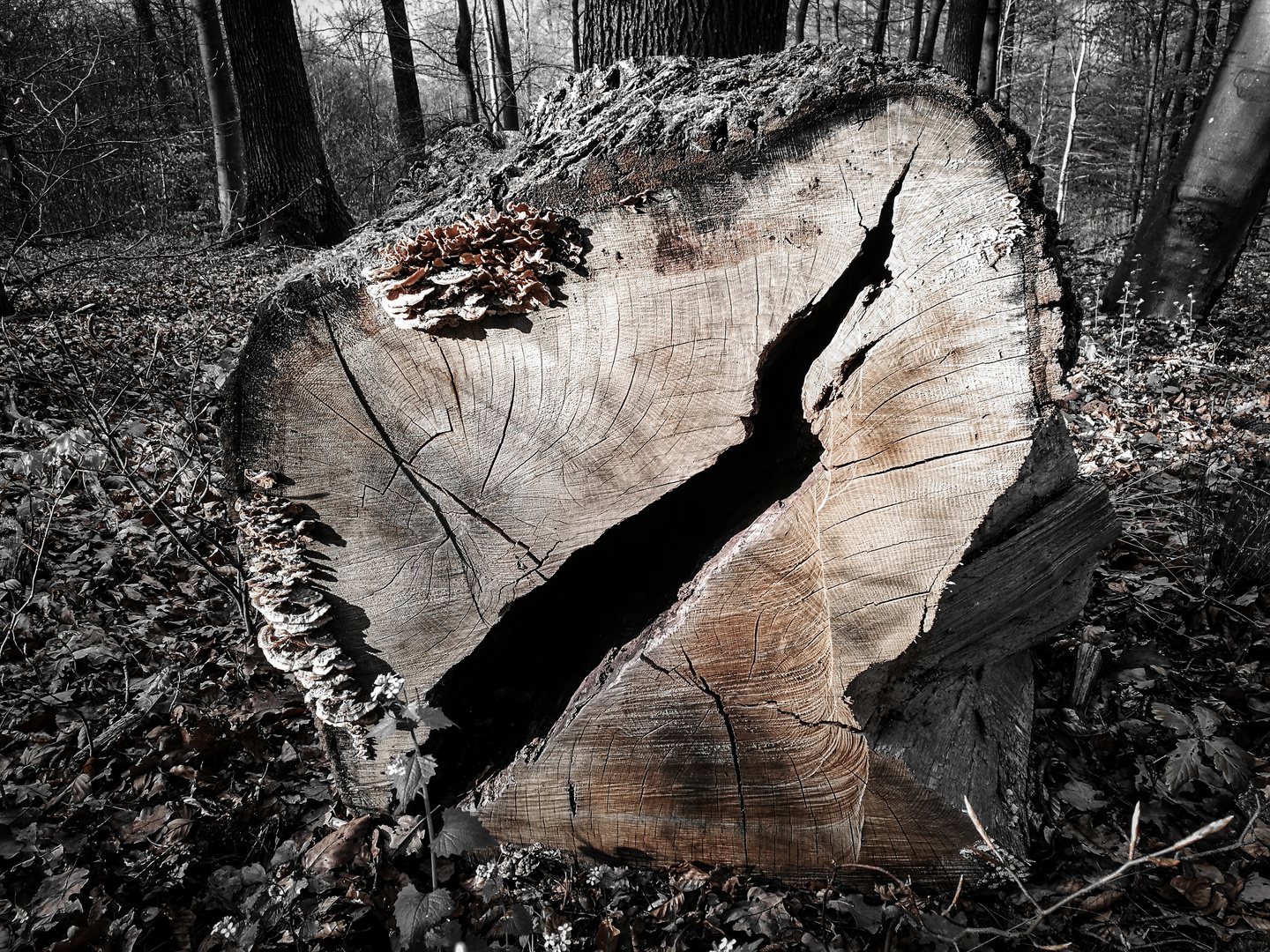 Der Riss Foto & Bild | pflanzen, pilze & flechten, bäume, wald Bilder ...