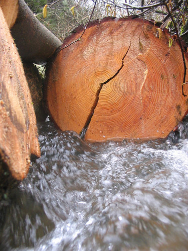 Der Riss Teil 1 Foto & Bild | pflanzen, pilze & flechten, bäume, natur ...