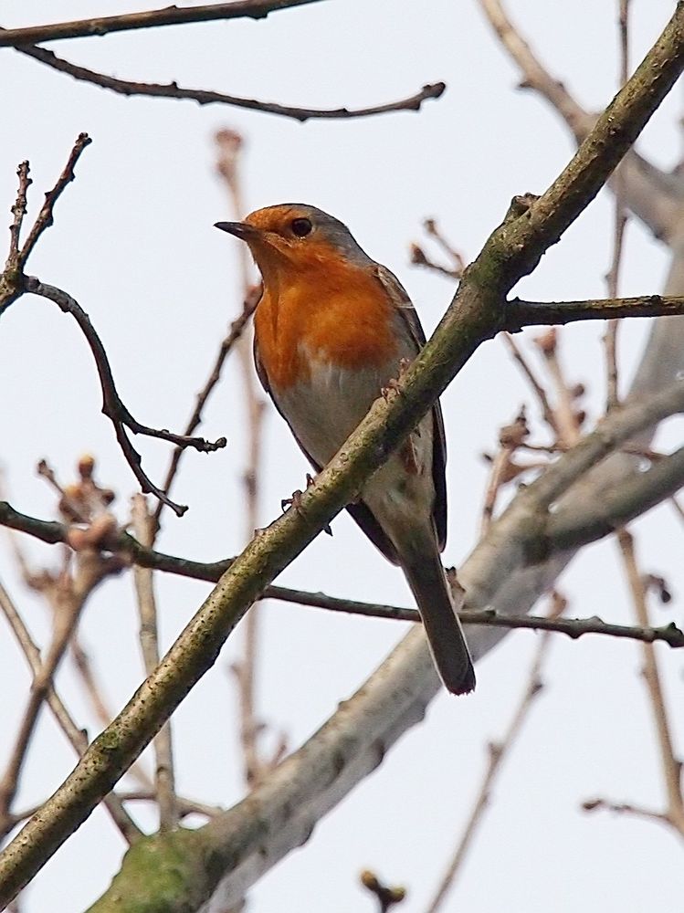 Der Robin Foto & Bild | tiere, wildlife, wild lebende vögel Bilder auf ...