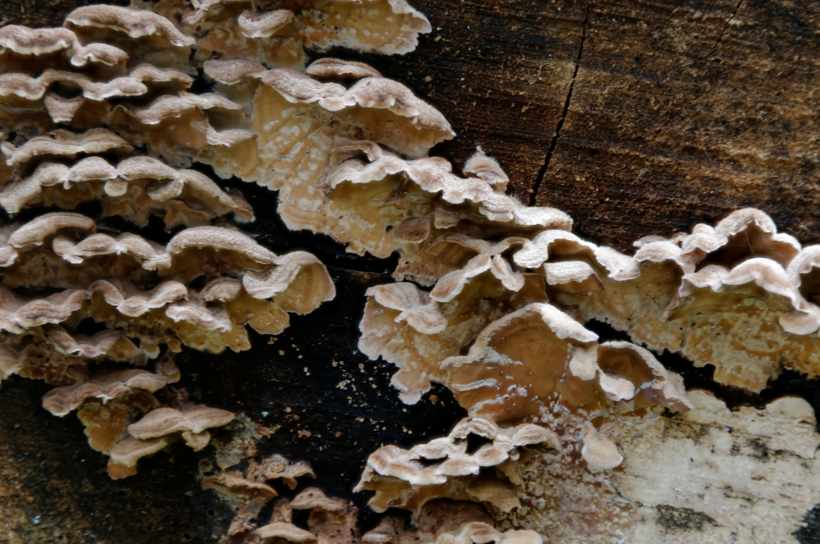 Der Rötende Runzel-Schichtpilz Foto & Bild | natur, herbst, pilz Bilder ...