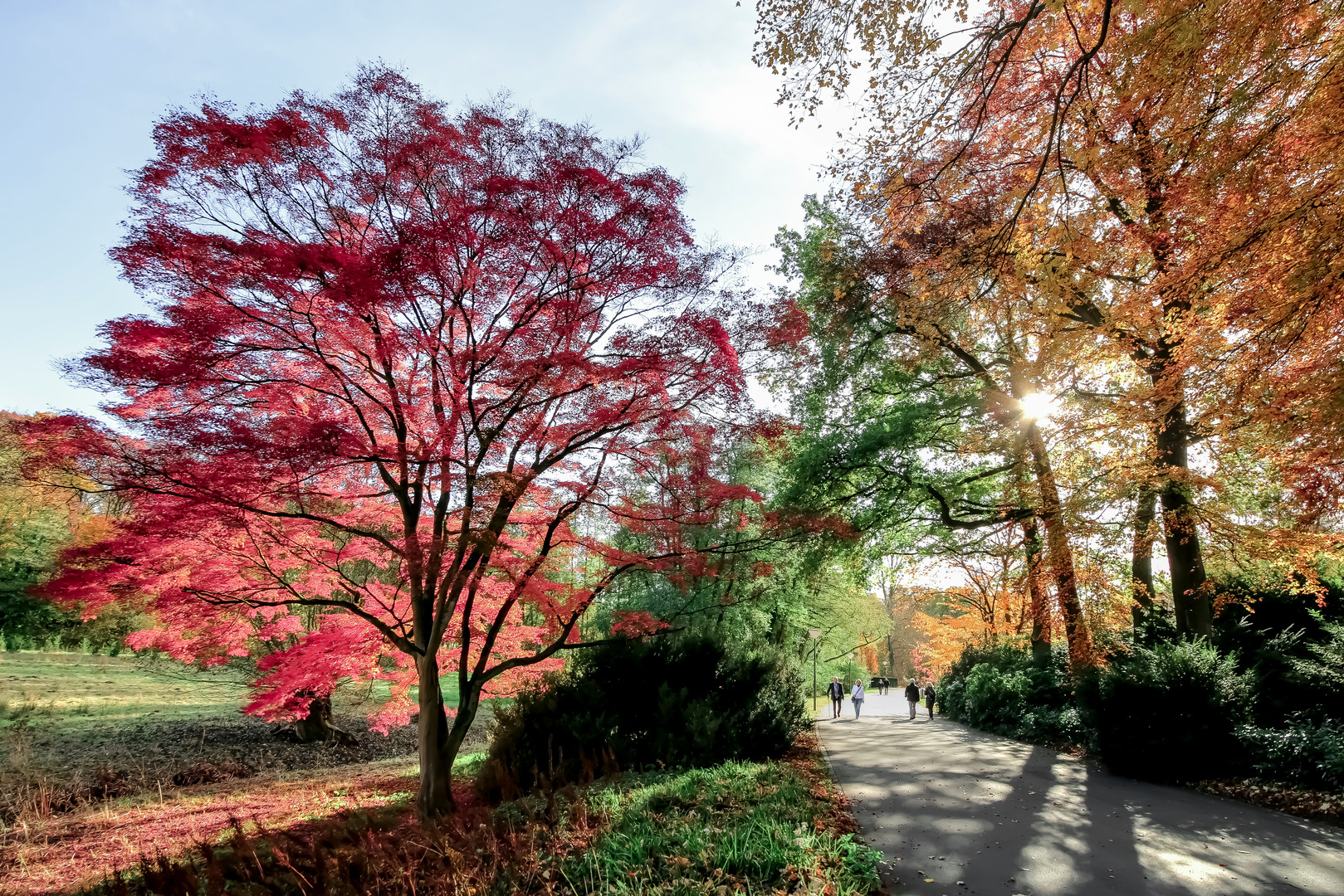 Der Rombergpark Foto & Bild | world, spezial, rot Bilder auf fotocommunity