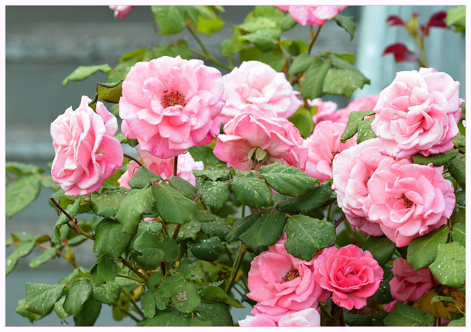 der Rosenbusch Foto & Bild | spezial, natur, pflanzen Bilder auf ...