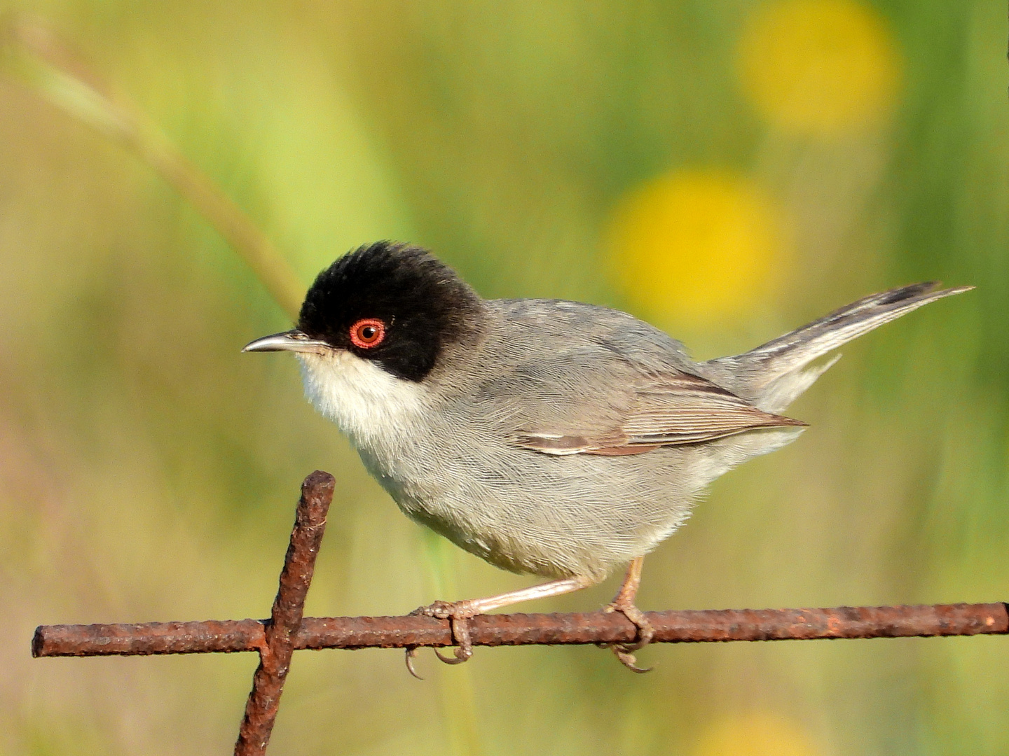 Der rote Blick Foto & Bild | tiere, wildlife, wild lebende vögel Bilder ...