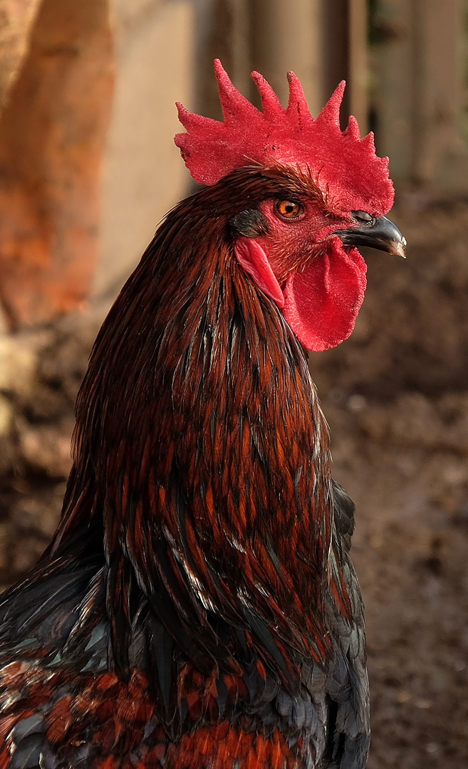 Der "Rote Hahn" Foto & Bild | natur, feuer, farben Bilder auf fotocommunity