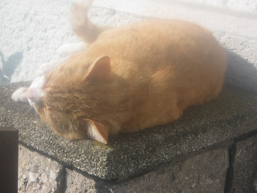 Der rote Kater .. Foto & Bild | tiere, haustiere, katzen Bilder auf fotocommunity