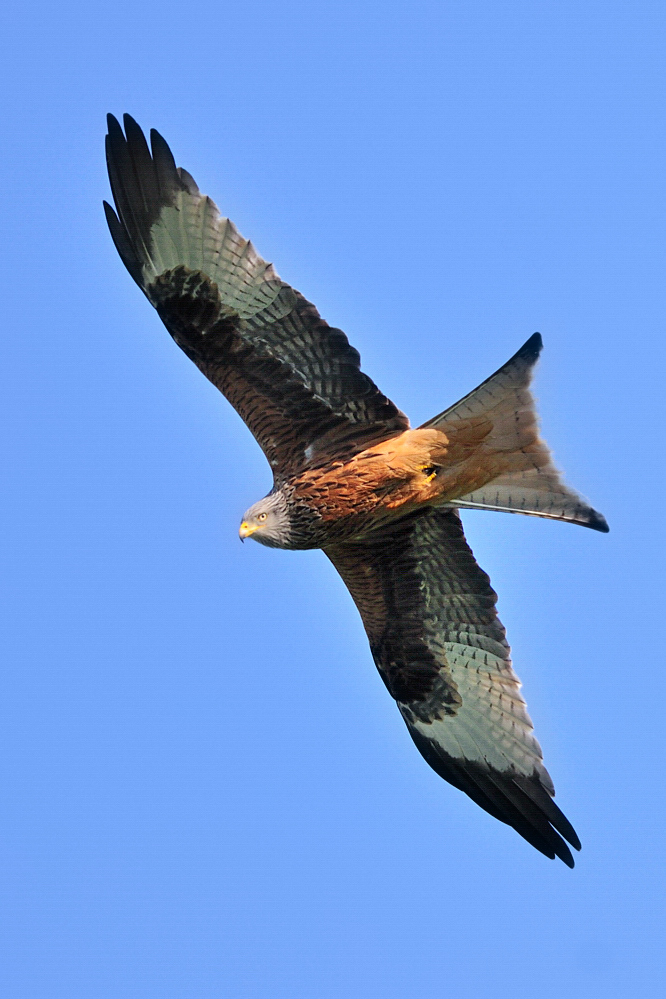 Der rote Milan Foto & Bild | tiere, wildlife, wild lebende vögel Bilder ...