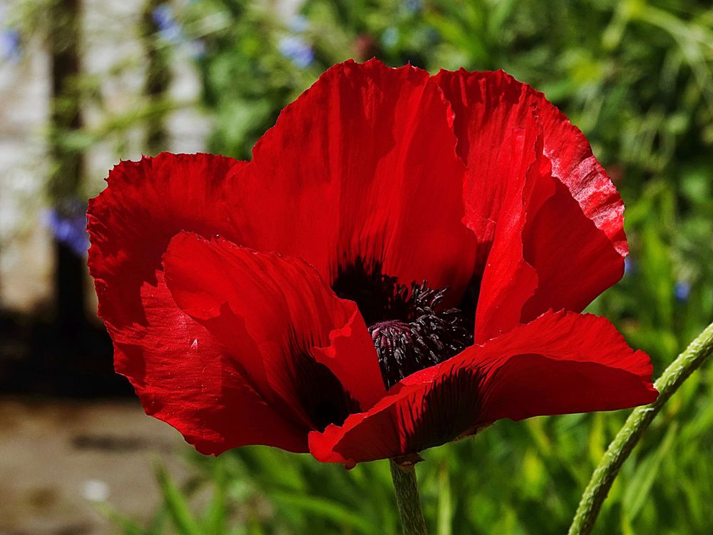der rote Mohn Foto & Bild | natur, mohn, blumen Bilder auf fotocommunity