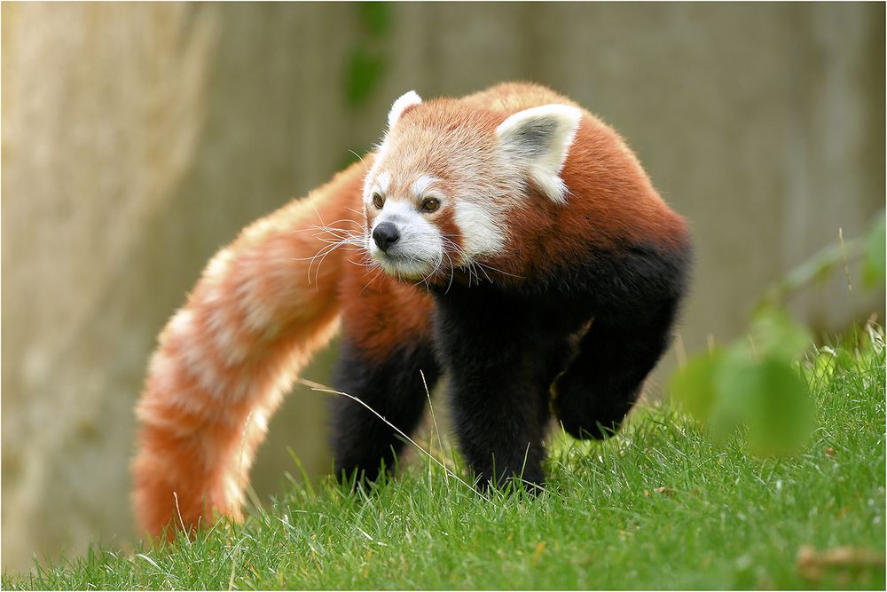 Der Rote Panda Foto & Bild | tiere, zoo, wildpark & falknerei ...